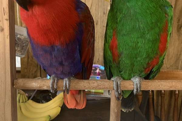 Eclectus parrots