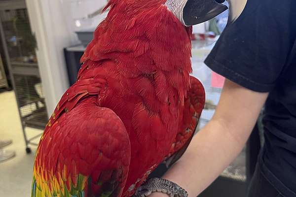 Ruby Macaw