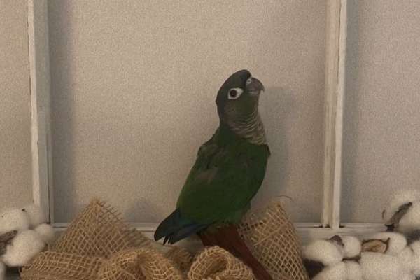 Handfed-Green Cheek Conure