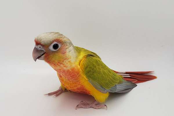Yellowside dilute Green-Cheek Conure