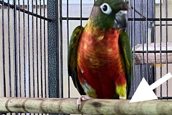 Male high red green cheek conure