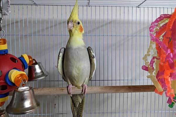 Cuddly Yellow Cockatiel
