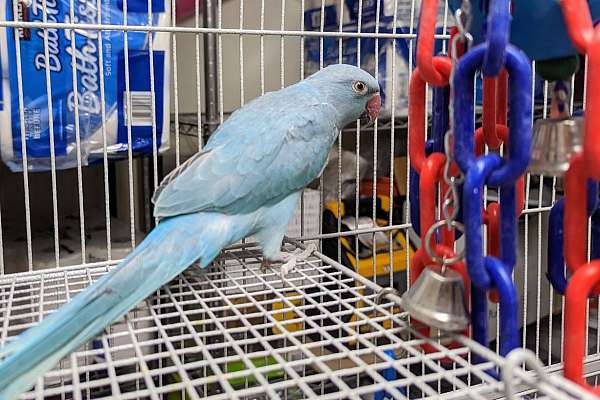 Blue Ringneck Indian Parakeet