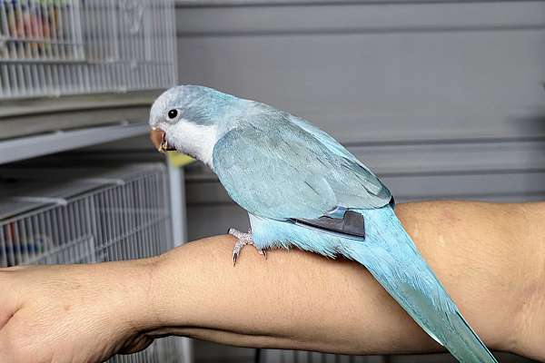 Adorable Blue Quaker