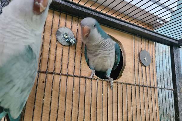 9 pairs of bonded Quaker with 5 additional adult