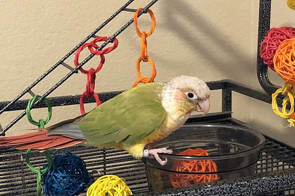 Pineapple Green Cheek Conure for Sale (Cage included)