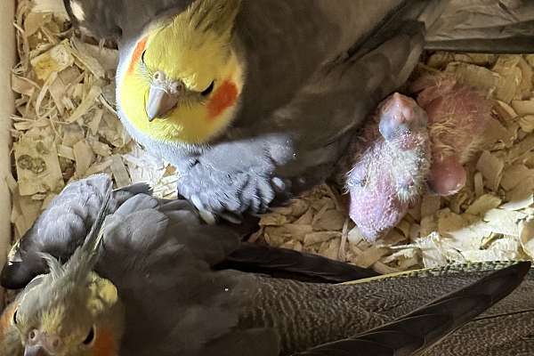 Bonded Cockatiel Pair