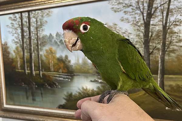 Beautiful baby female mitred conure