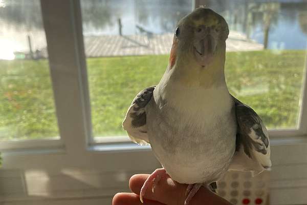 Scout the male Cockatiel