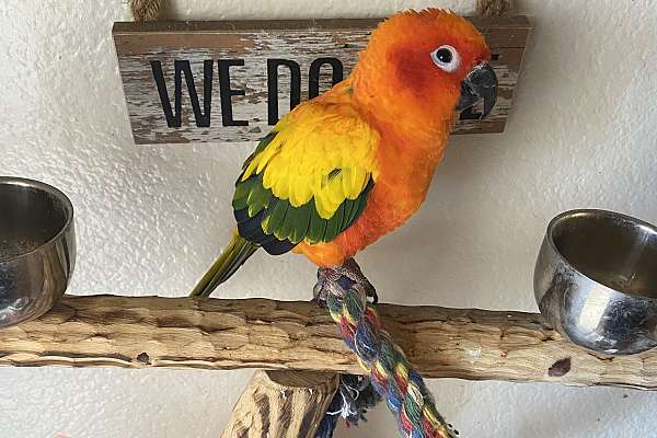 Red factor sun conure