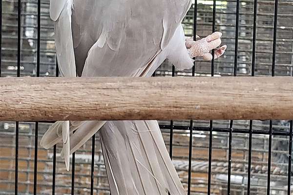 Female Lacewing Indian Ringneck
