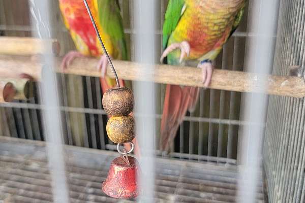 Breeding pairs of green cheecks