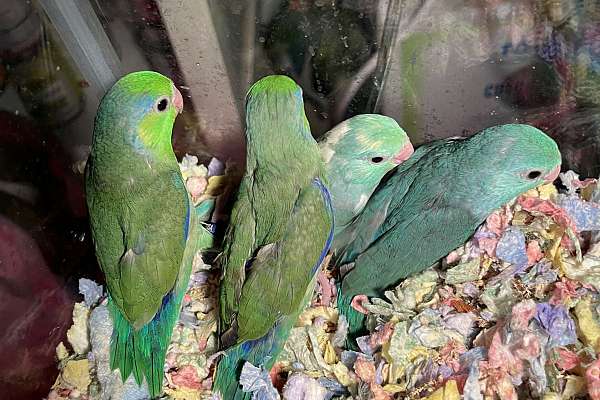 Parrotlets