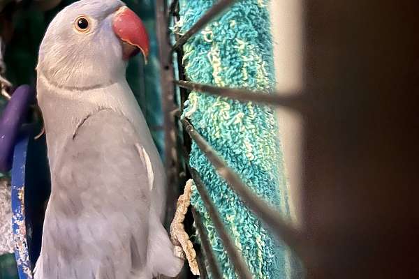 Indian Ringneck — male… bright blue