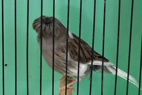 Gloster / stafford crested canaries