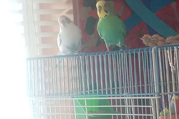 Parakeet pair Scarlet and charlie