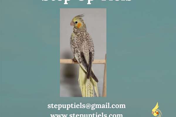 Cinnamon Pearl Cockatiel, Female Dna Tested