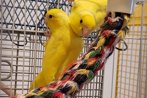 American Yellow Parrotlets
