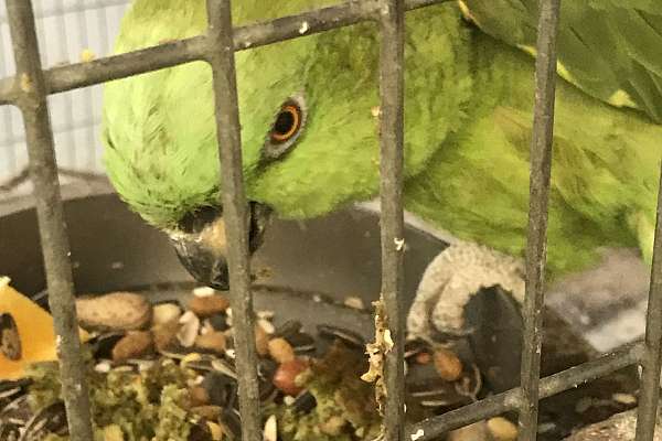 Two Yellow Nape Amazon males to sell or trade one for a female