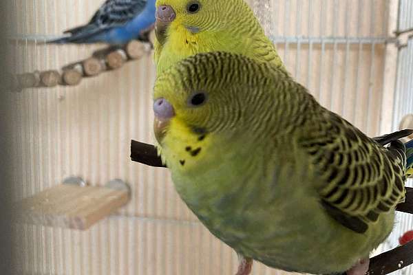 Baby Parakeets Ready To Go Home With You