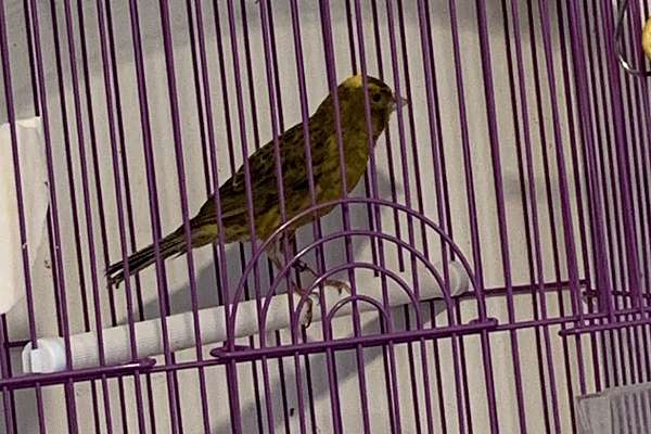 Beautiful Lizard Canary (MALE)