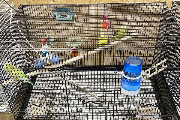 Six Parakeets With Cage