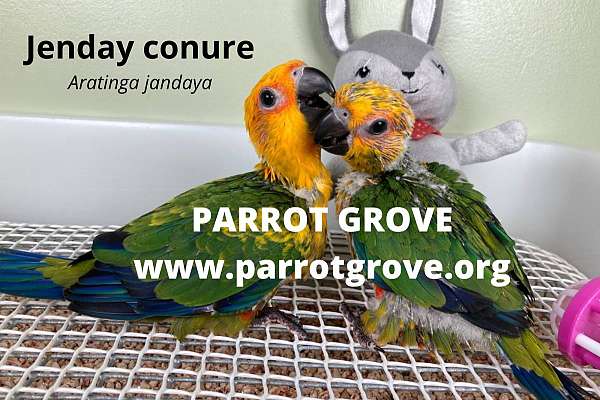 Jenday conure baby Hand reared in a family home Aratinga jandaya