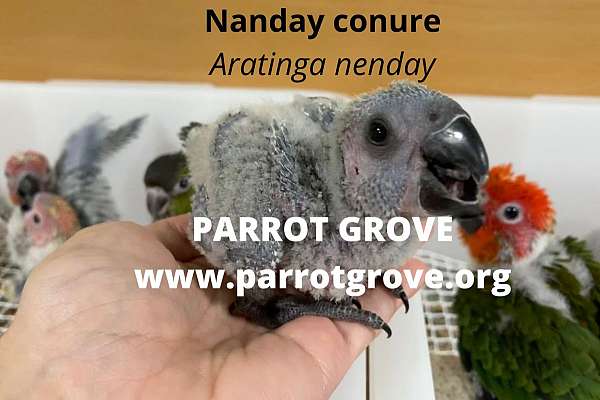 Nanday Conure Baby Aratinga nenday · 3 Months Old unweaned Hand-Reared