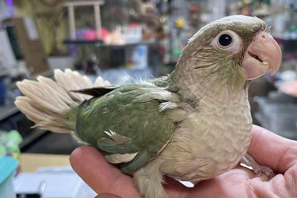 Cinnamon Turquoise Green Cheek Conure