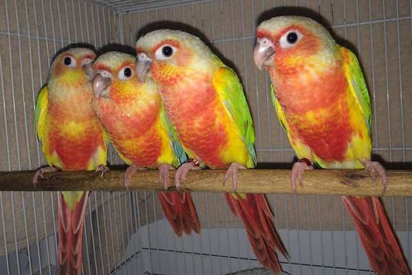 Greencheek Dilute Hi Red Yellowside- Handfed Babies, Sweet, Tame Dna