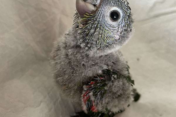 Hand Fed Opaline Black Cap Conure