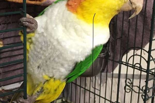 Proven Prolific Breeder Stock, Caique White Bellied Female, Smart, Tame, HF