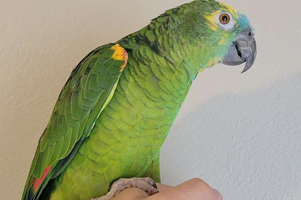 Blue fronted Amazon parrot - male