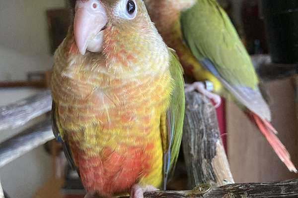 Greencheek Conure-Pineapple
