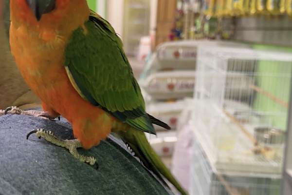 Red Factor Sun Conures