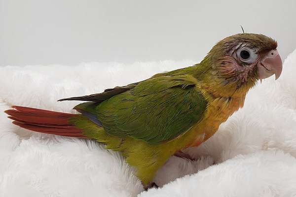 Dominate red cinnamon Green Cheek Conure