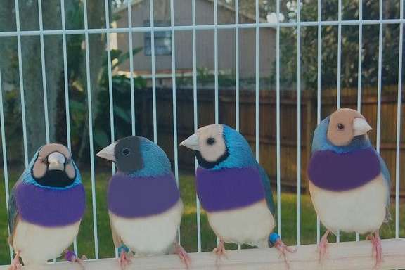 Wholesale - Gouldian Finches