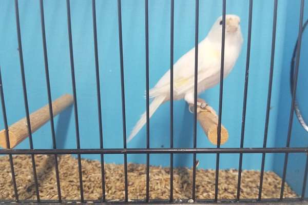 Male Spanish Timbrado canary canaries