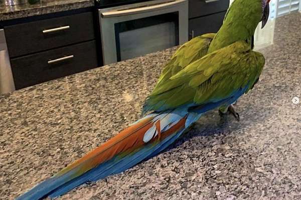 Buffons Macaw
