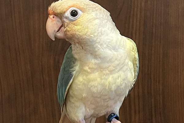 Pineapple Turquoise GCC