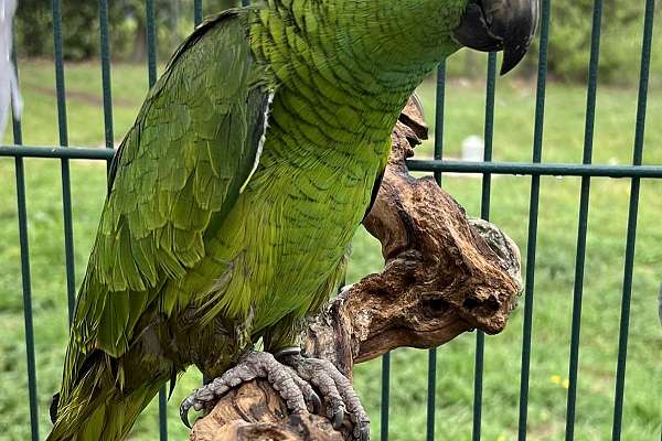 Amazon Blue Front male