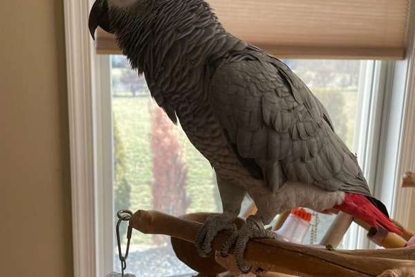 African Grey Parrot for Sale