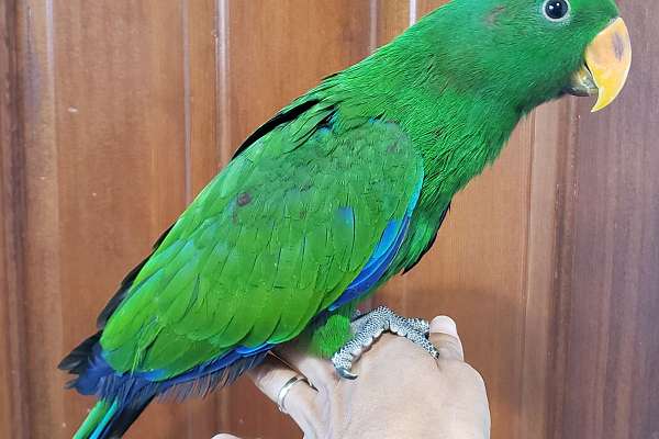 Beautiful male eclectus