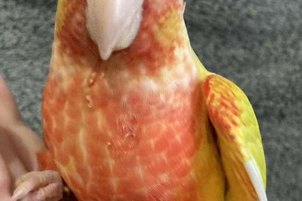 Suncheek - Green Cheek Conure