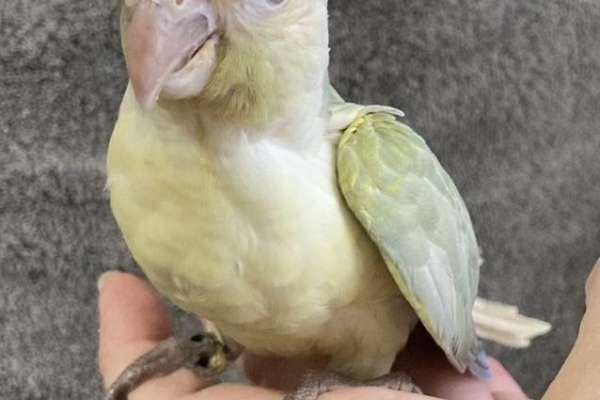 MINT - Green Cheek Conure