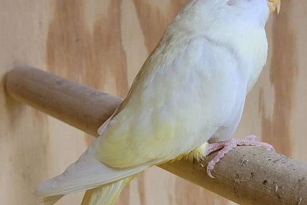 Female Scarelet Chested Parakeet