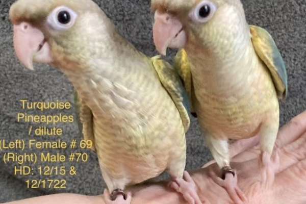 Turquoise Pineapple - Green Cheek Conures