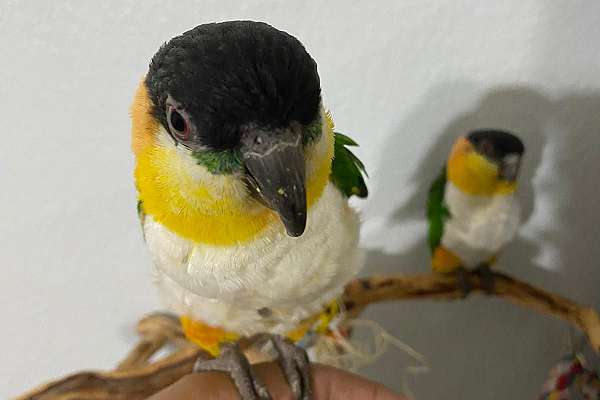 Caique dna pair