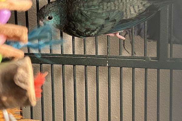 Lineolated parakeets