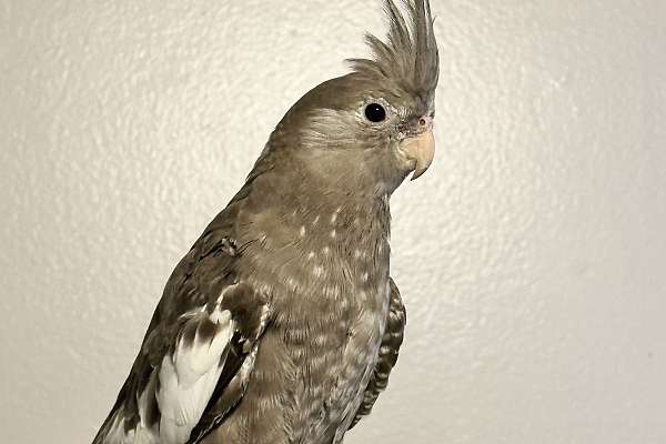 Young Female White Face Cockatiel
